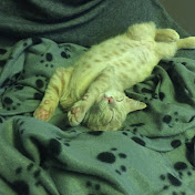 Robbie Schroeder - Comedy, Art, Music